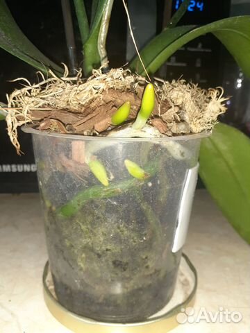 Орхидея дикий кот,цветёт с двумя цветоносами купить в Сочи | Товары для ...