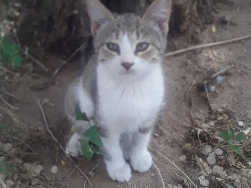 Котята. Подкинули к церкви. Волгоград. Ищем ручки