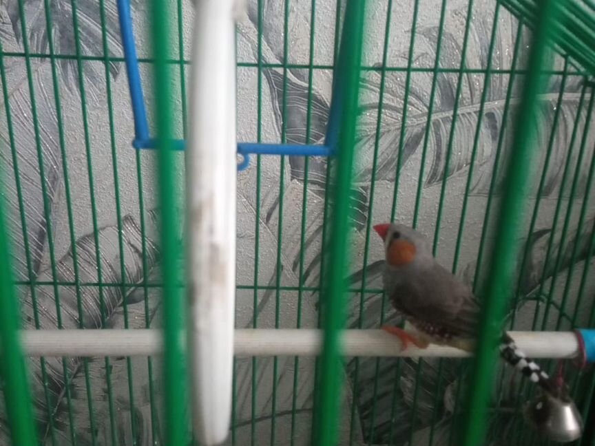 Японские амадины