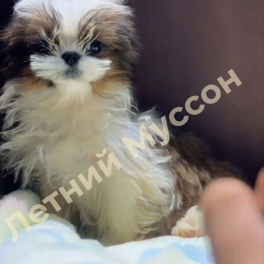 Мини Девочка ши-тцу Китай