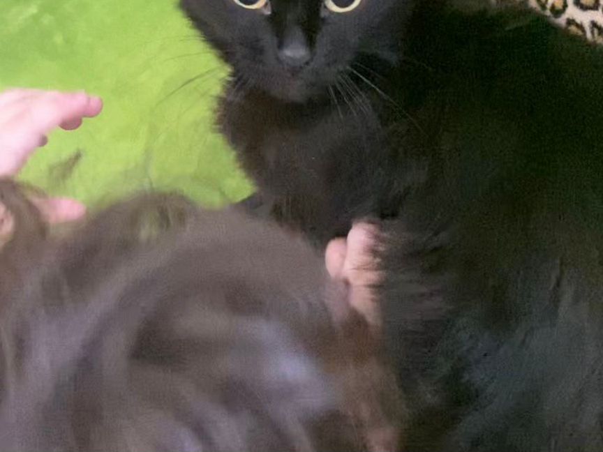 Кот "бусик" в очень добрые руки