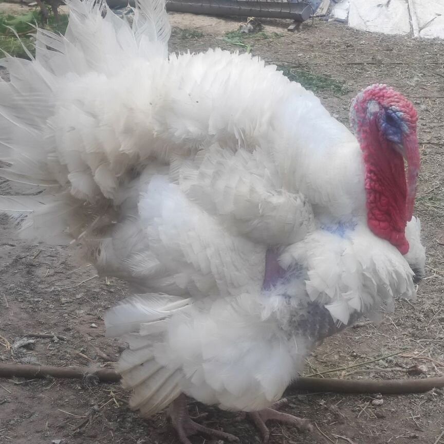 Индюки молодые 5мес