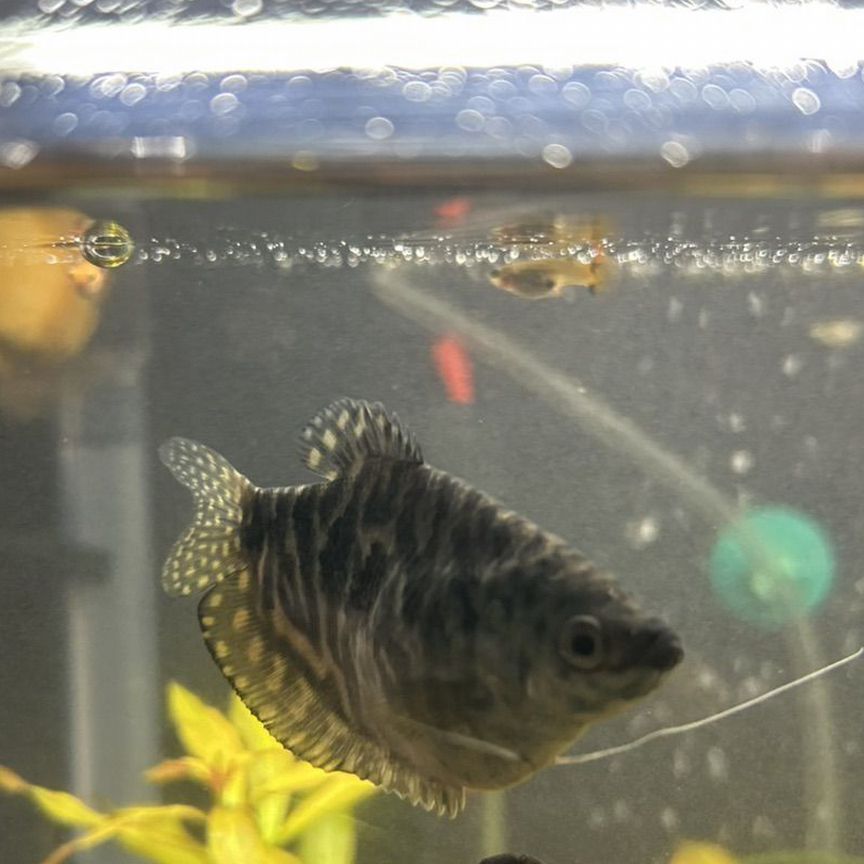 Аквариумные рыбки гурами