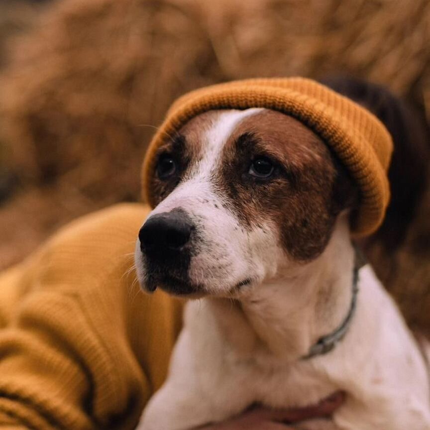 Леон ищет хозяина