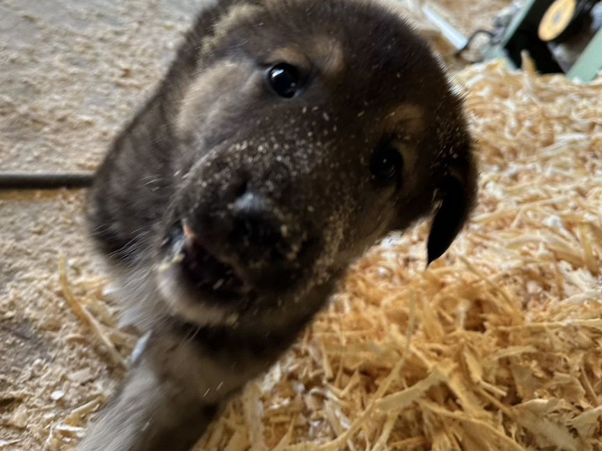 Щенок в добрые руки