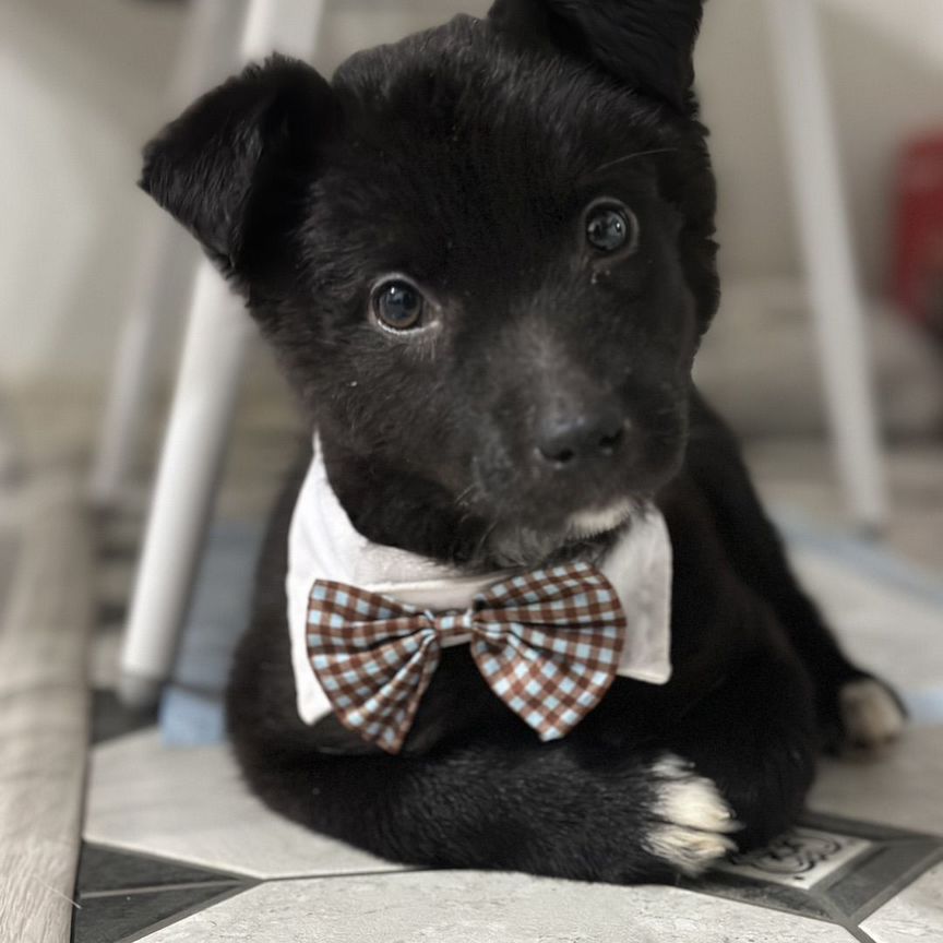 Щенок в добрые руки