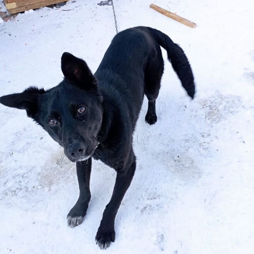 Отдам в добрые руки