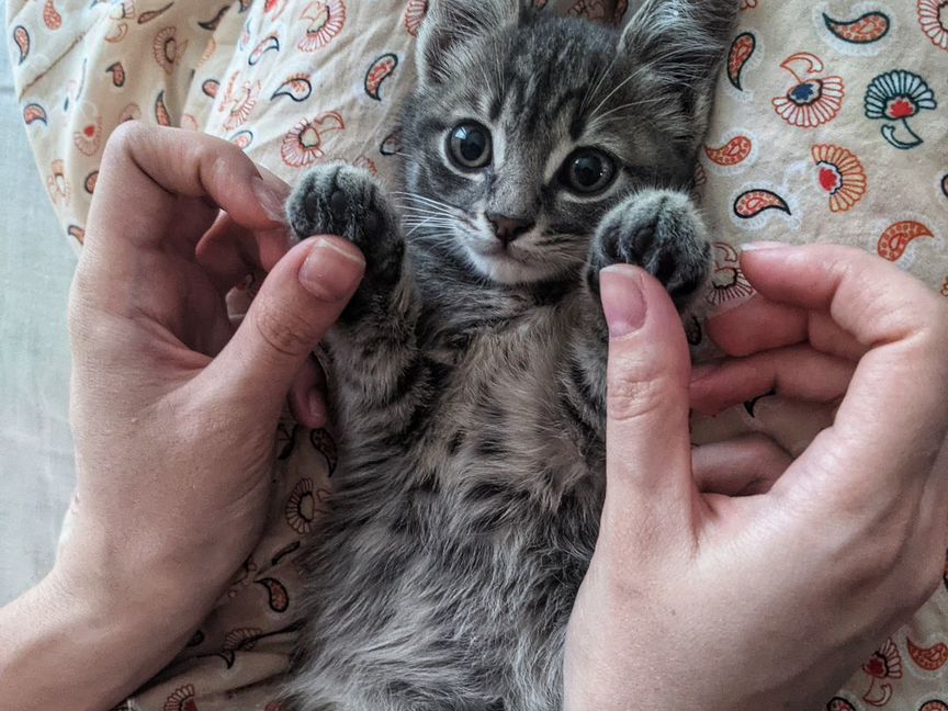 Пепельный котенок со спокойным характером