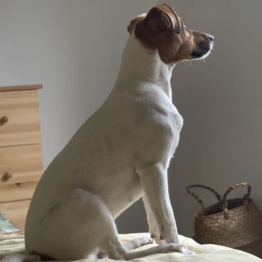 Парсон-рассел-терьер, щенок