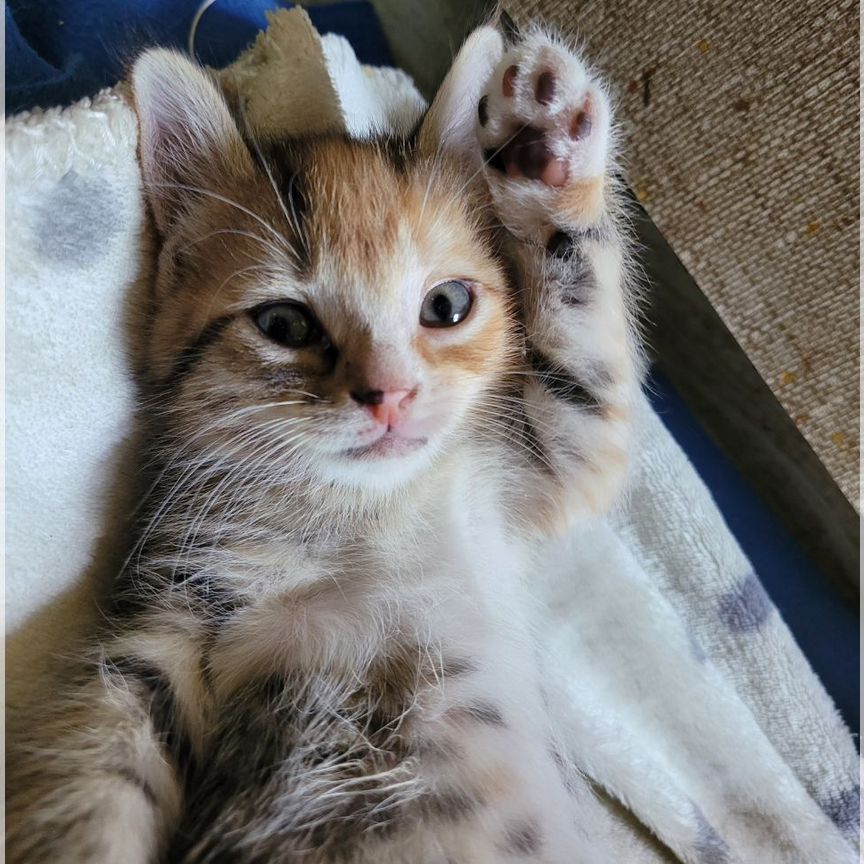 Трехцветная девочка котенок ищет дом