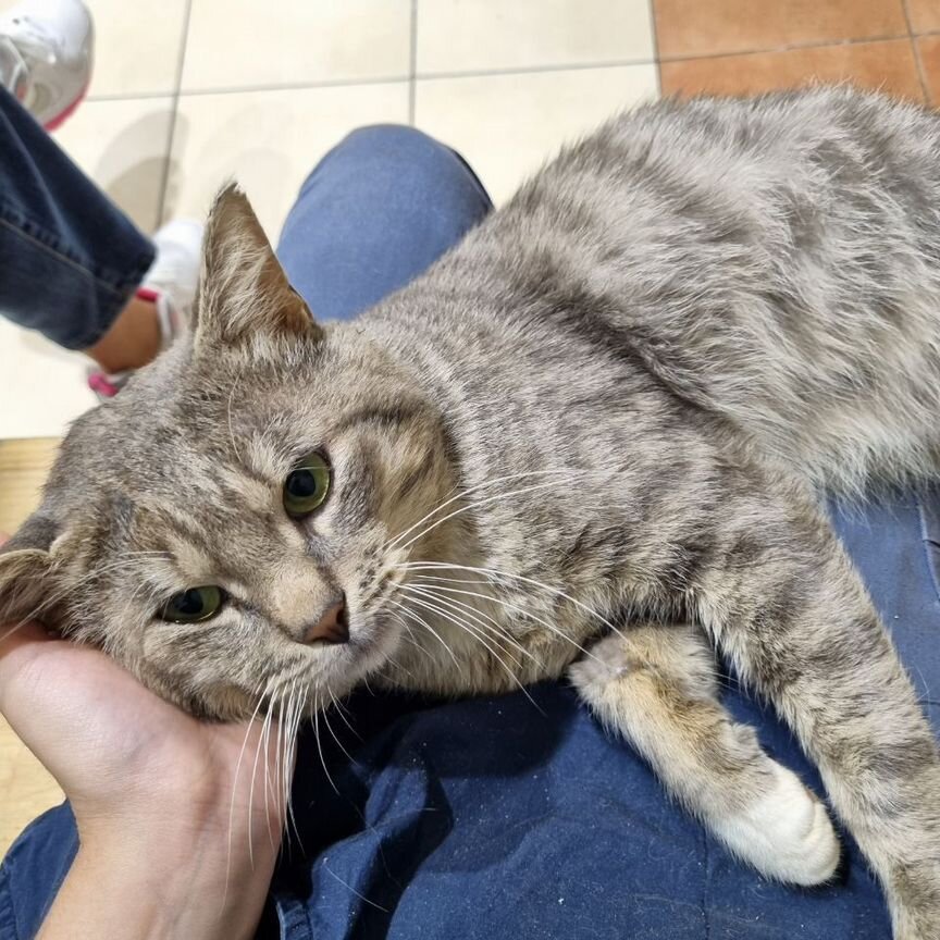 Кот кастрирован 3 года