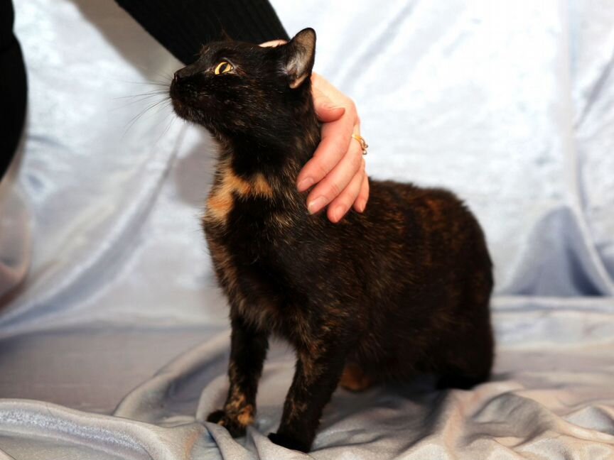 Кошка Мышка в добрые руки (см. видео)