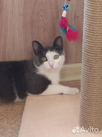 Кошка Дымка - ласковая, нежная - ищет дом