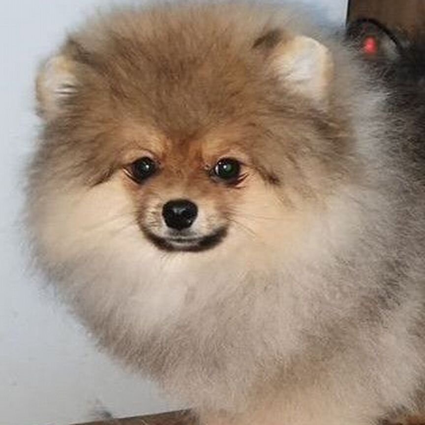 Померанский шпиц