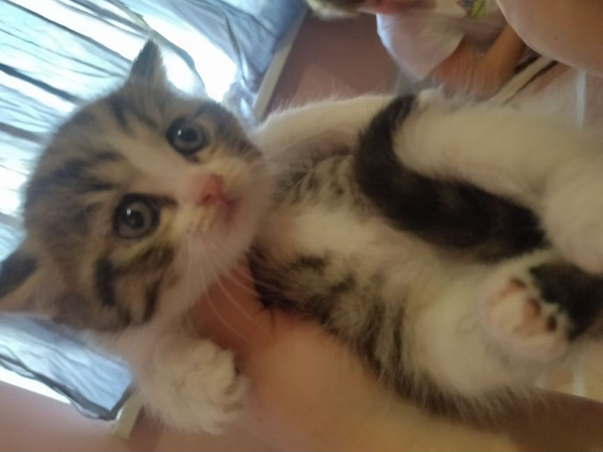 Кошка 1,5 месяца