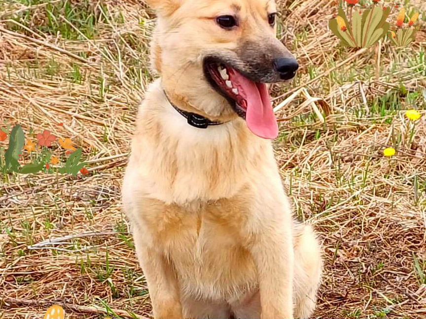 Маленькая собачка ищет дом