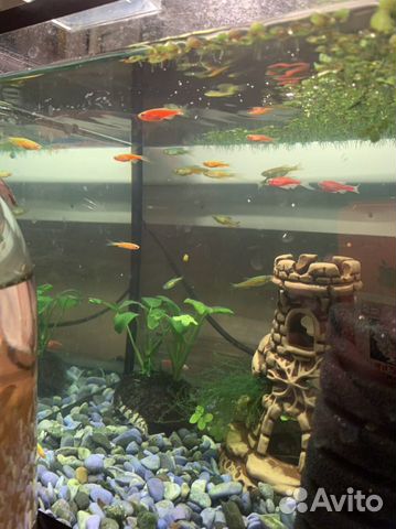 Рыбки Данио гло