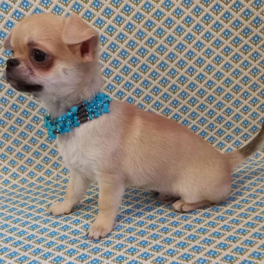 Щенки чихуахуа