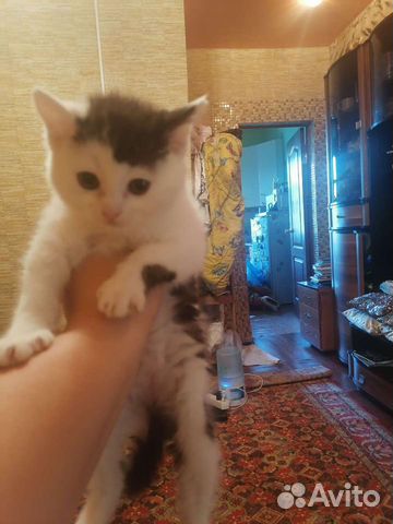 Котенок Масловка