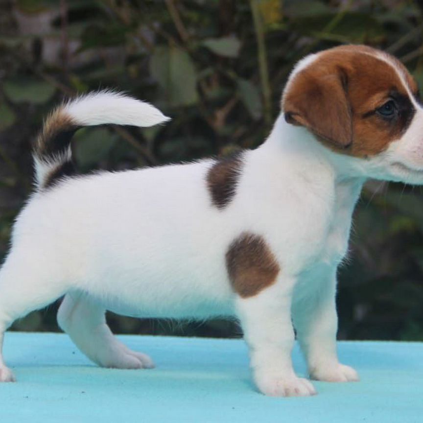 Джек рассел терьер девочка Синди