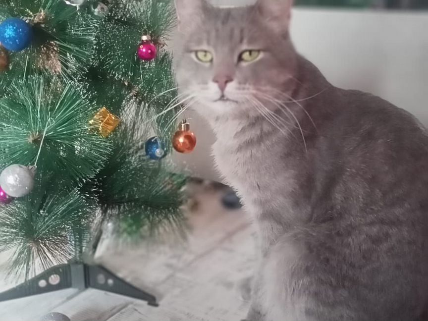 Кот мурлыка грелка