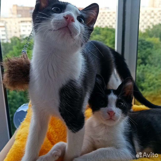 Котята "под ключ"