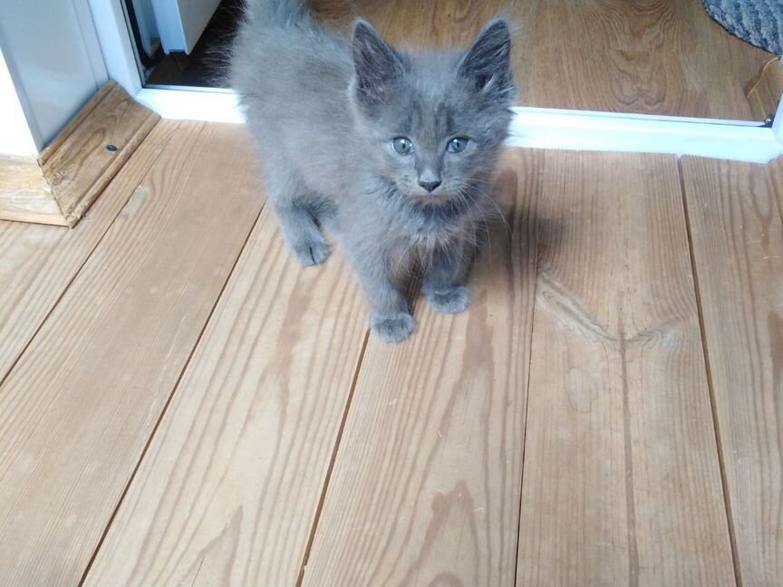 Отдам в добрые и заботливые руки