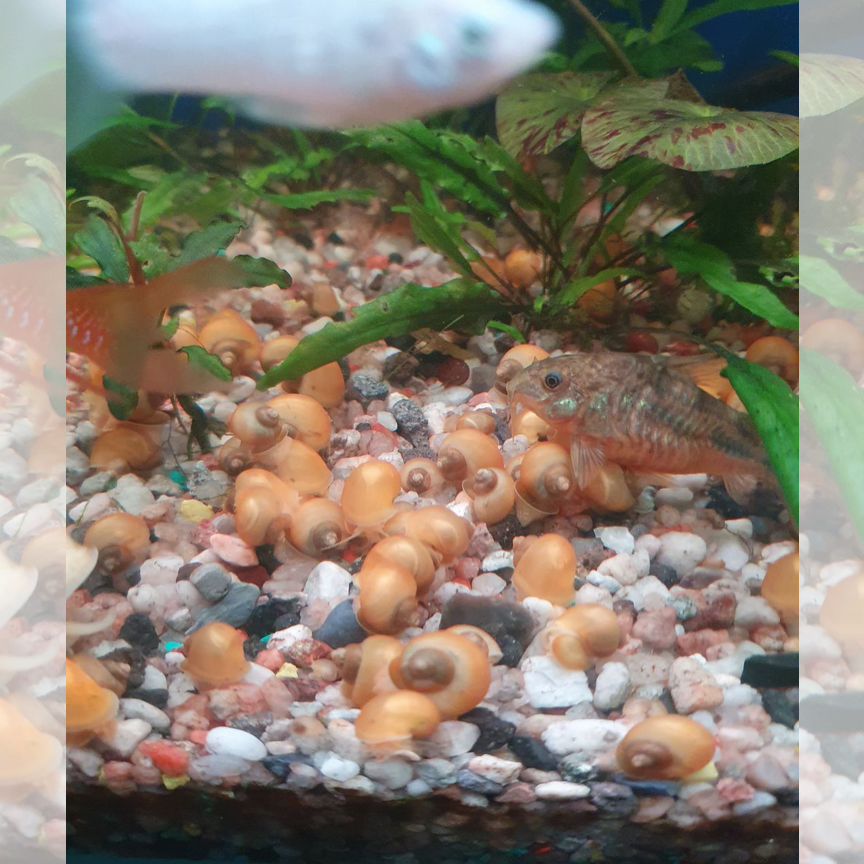 Улитки ампулярии бесплатно