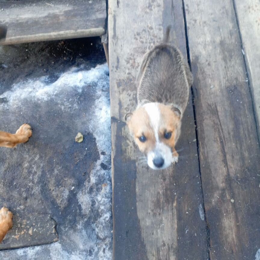 Отдам в добрые руки кутёнка