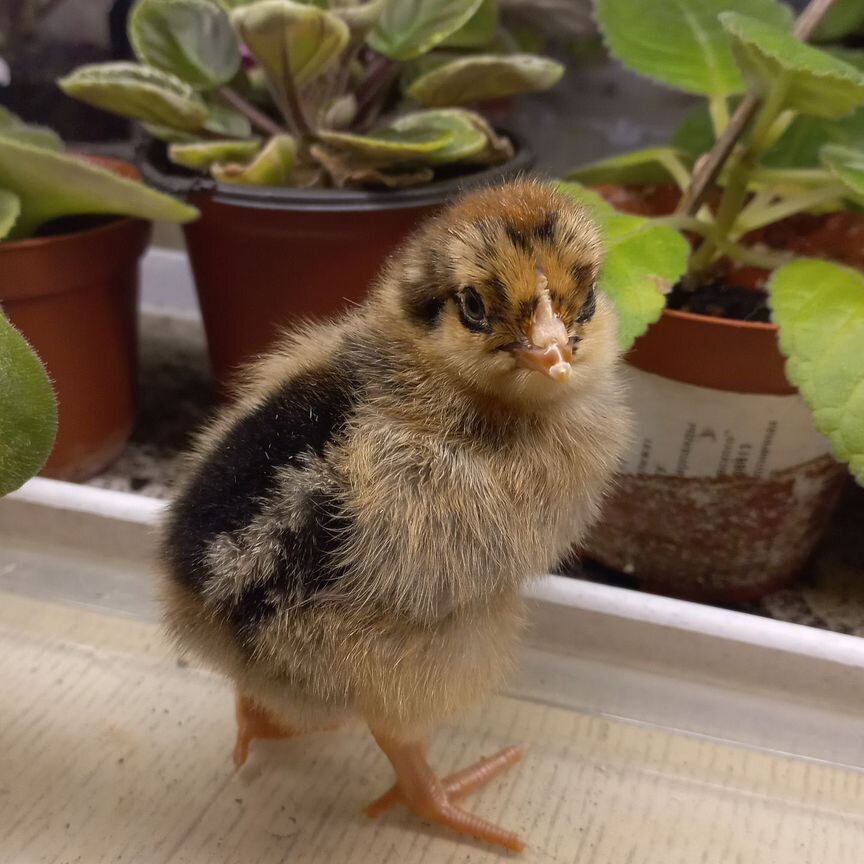 Кученские цыплята