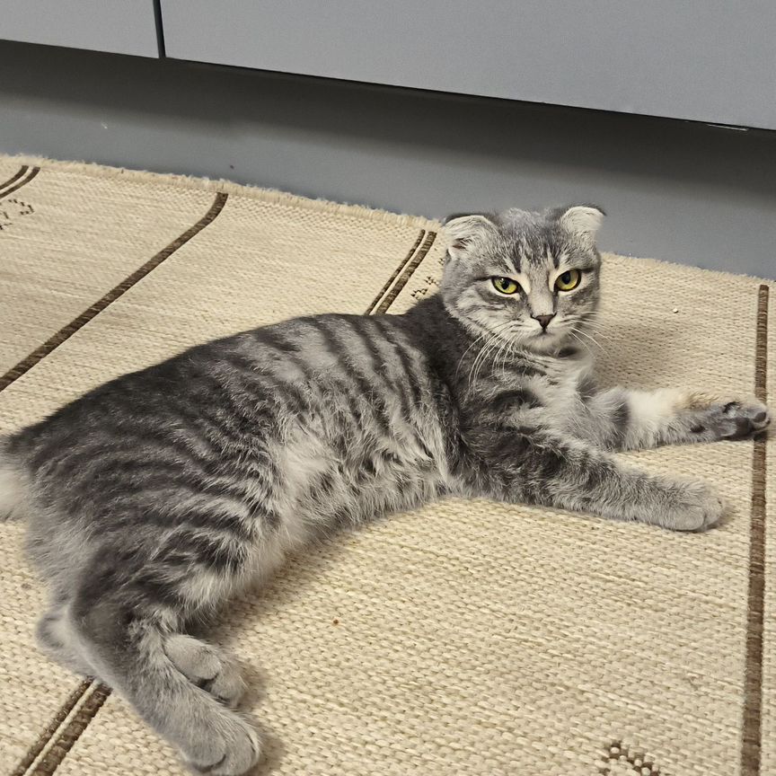 Котенок Буся