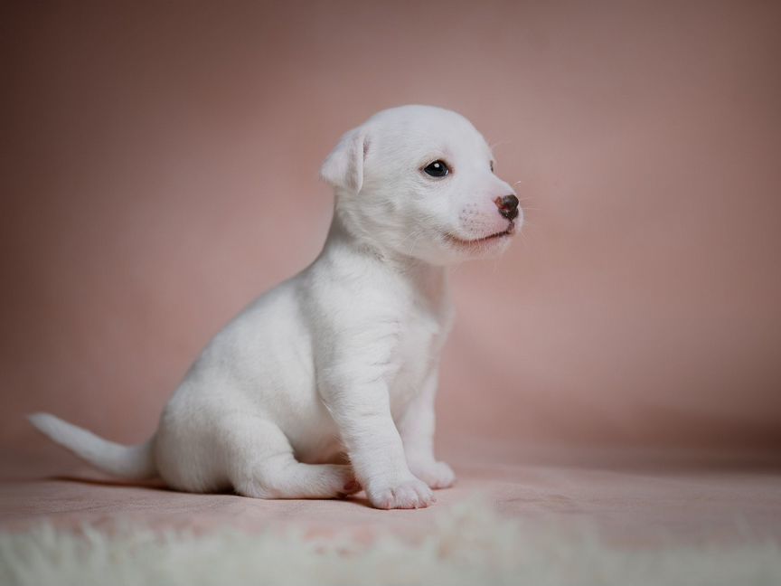 Щенки джек рассел терьер