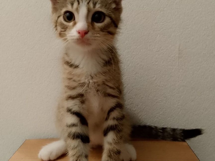 Котенок в добрые руки