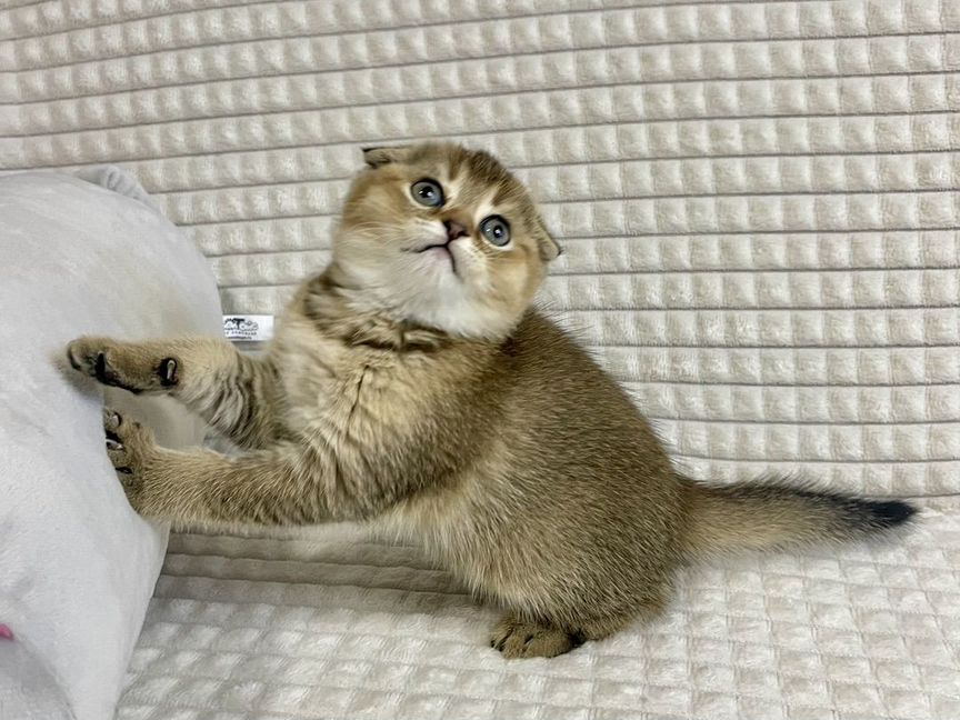 Шотландские вислохие и прямоухие котята