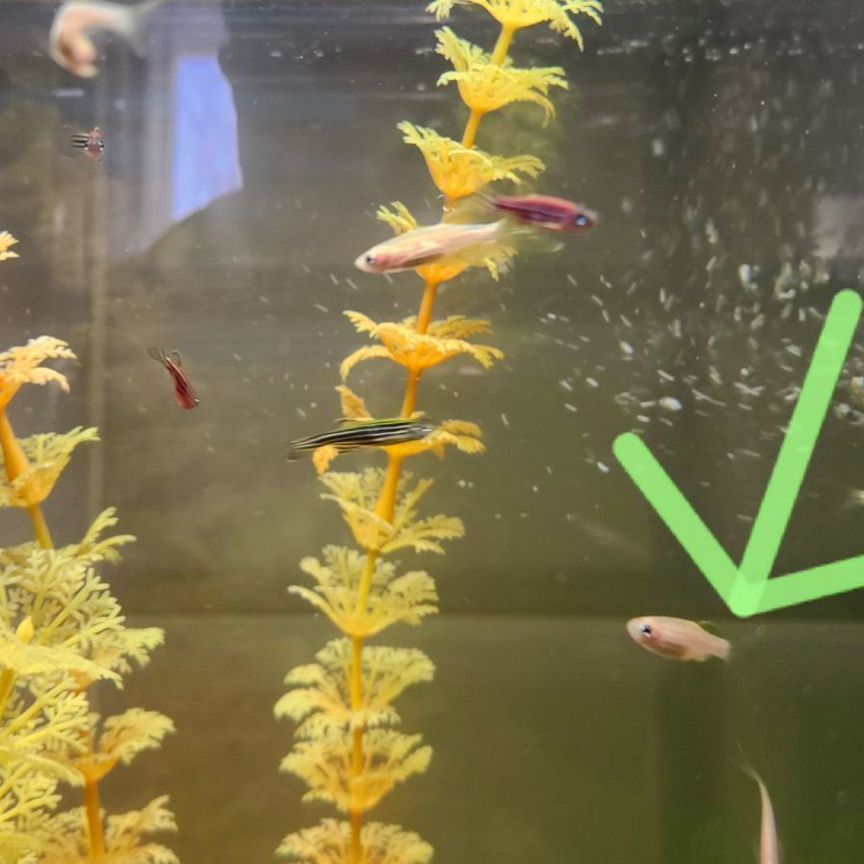 Данио жемчужный