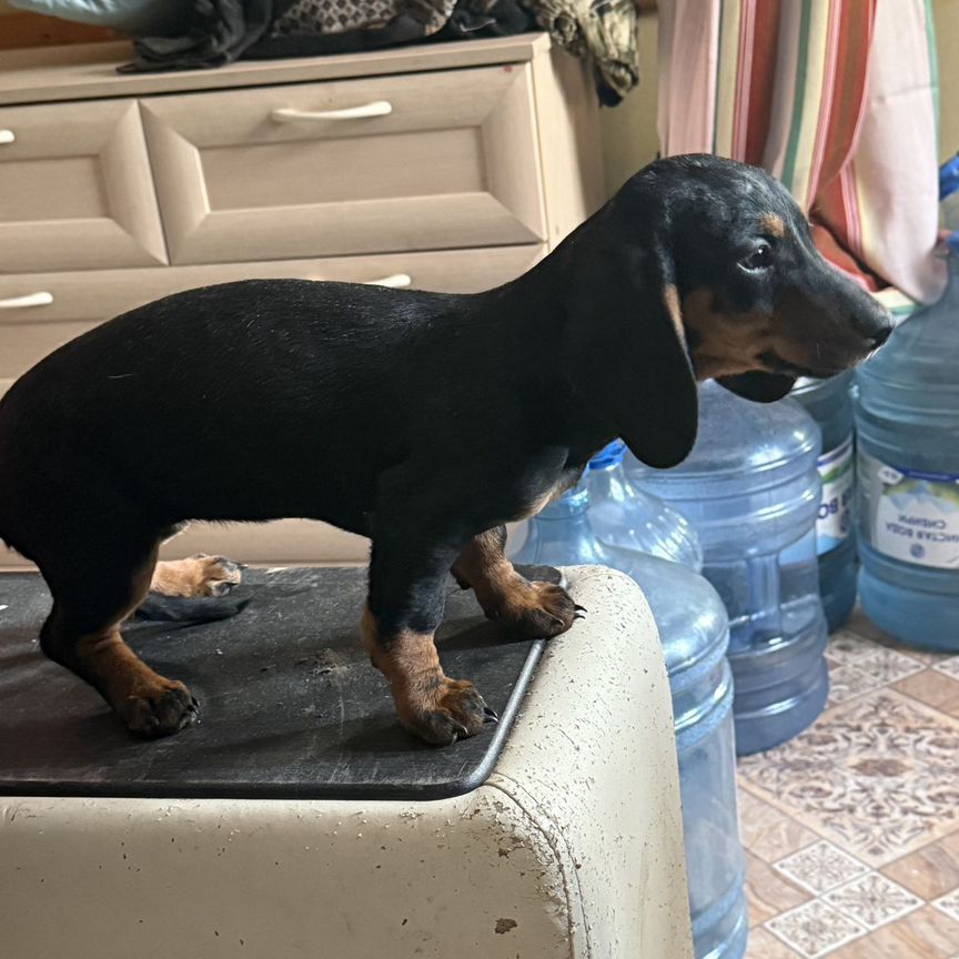 Такса, щенок