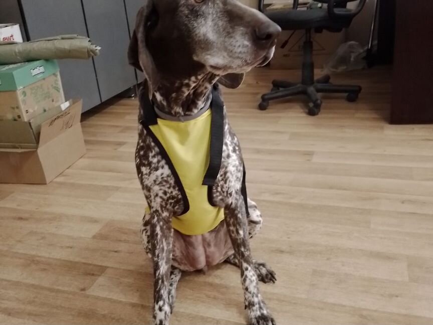 Папона для собак