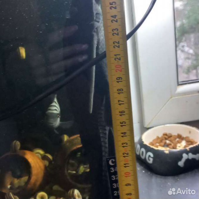 Сом птеригоплихт парчевый