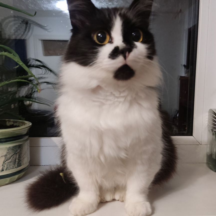 Взрослая, Девочка кошка в добрые руки