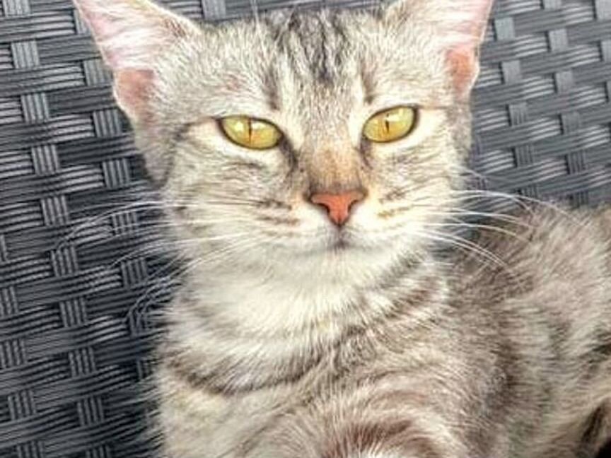Кошечку с 3котятами нашли на обочине дороги у леса