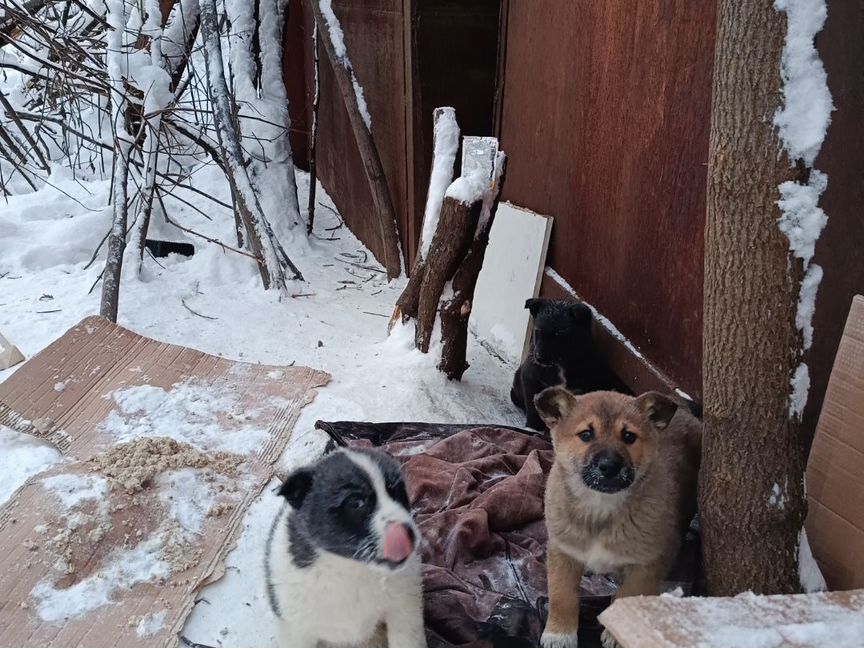 Щенки в добрые руки