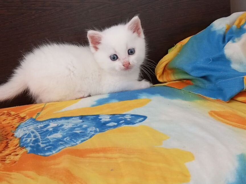 Белый котенок