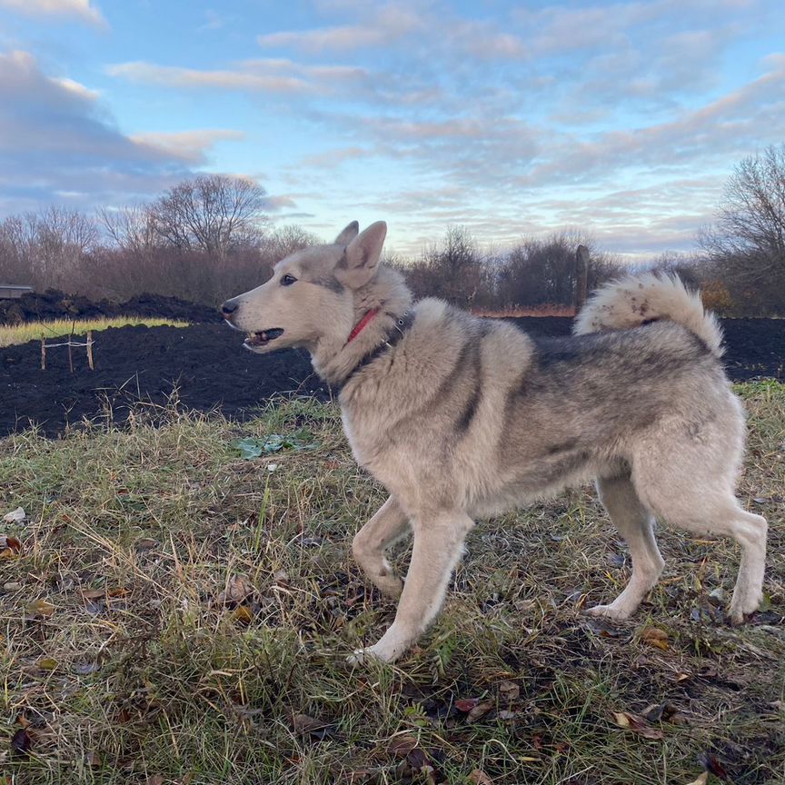 Лайка зсл кобель