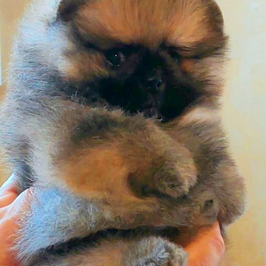 Померанский шпиц мини
