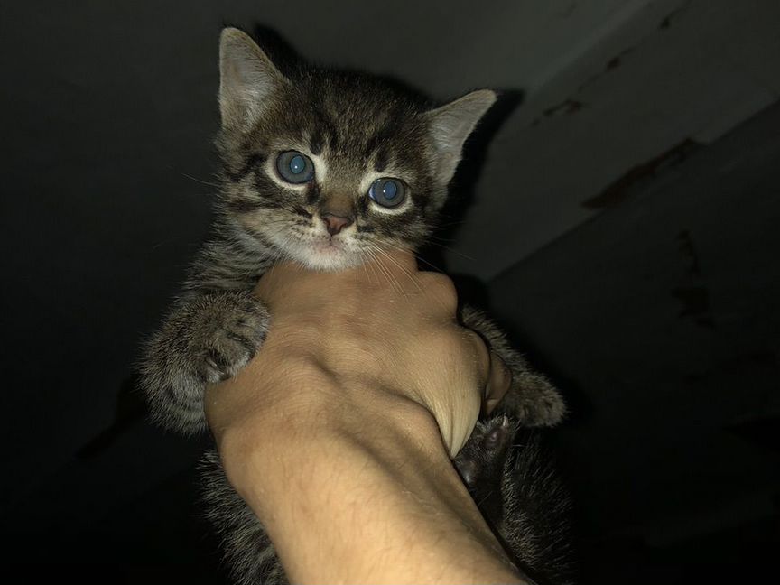 Котята в добрые руки приучены к лотку