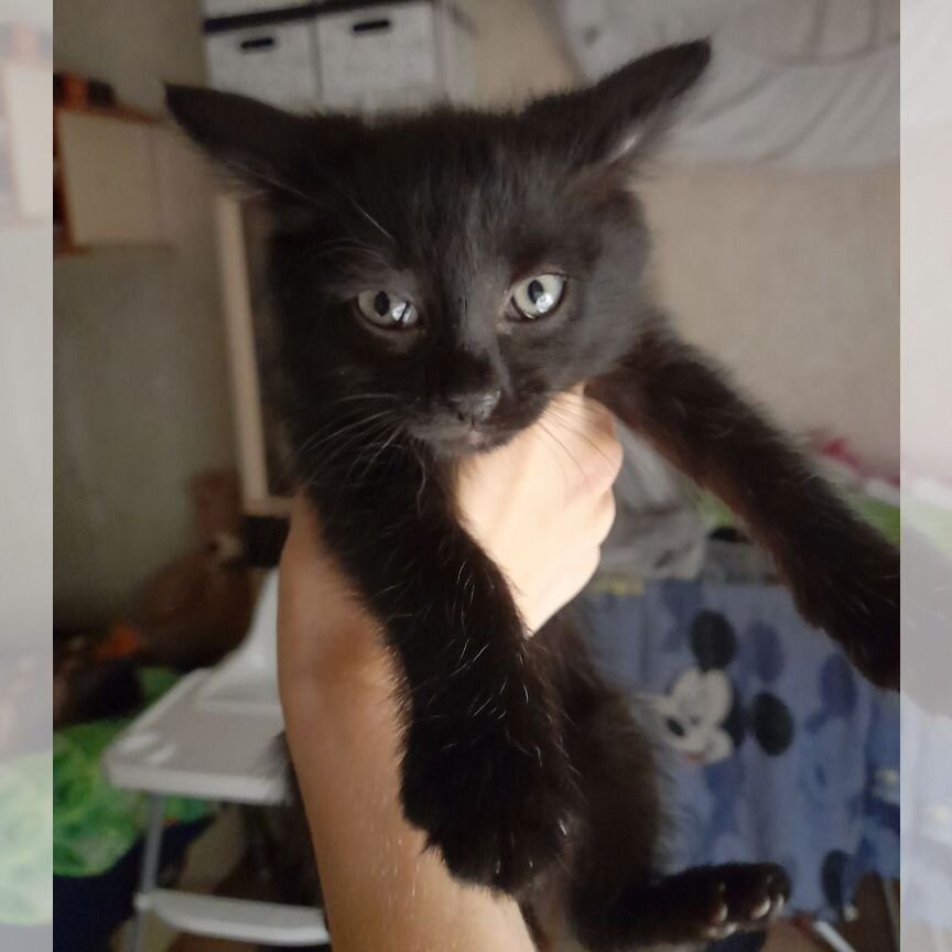 Тайский котёнок