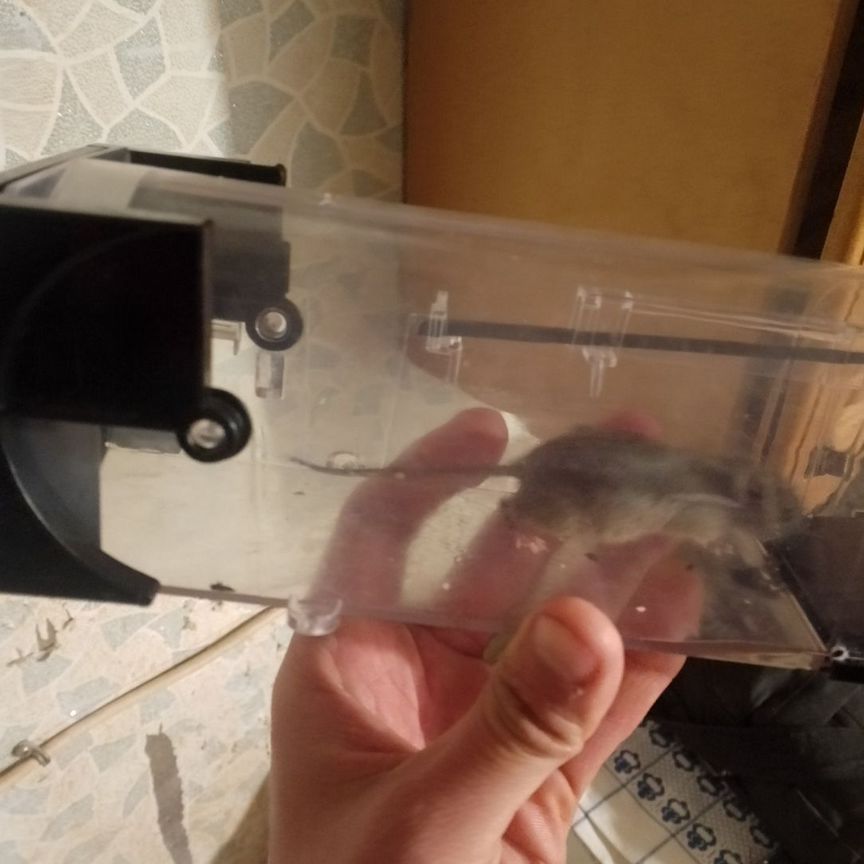 Мышеловка гуманная