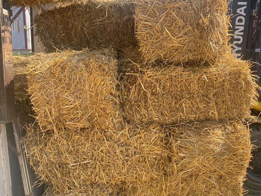 Солома пшеничная 2023 год