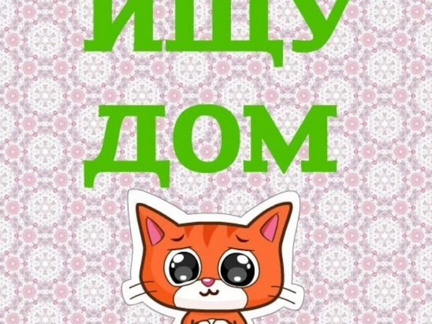 Возьму дар котенка