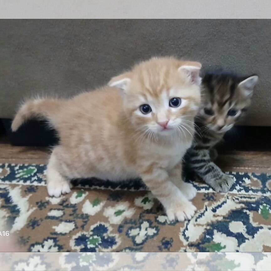 Шотландский вислоухий короткошёрстный котёнок